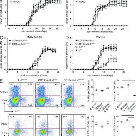 B Cell Mhc Ii Expression Promoted Proinflammatory T Cell Cytokine