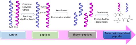 Frontiers Structure Application And Biochemistry Of Microbial Keratinases