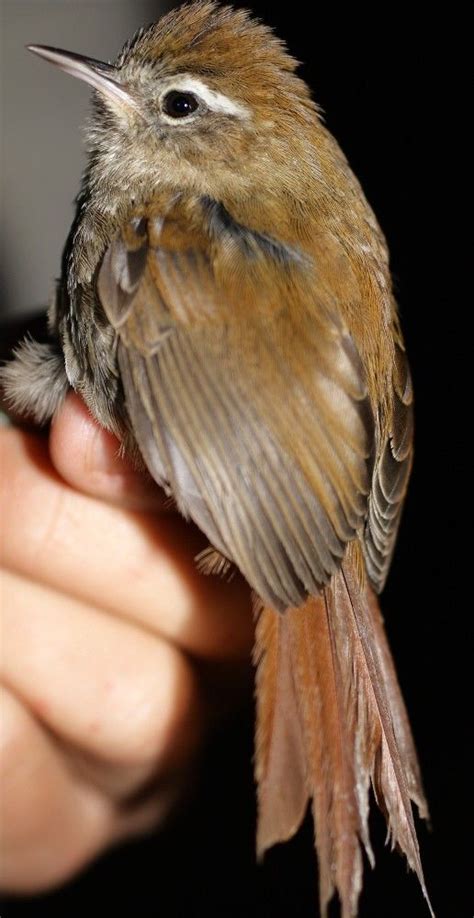 White Browed Spinetail World Birds Bird Species Bird