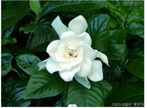 Pytorch的入门基础知识pytroch 1121 Csdn博客