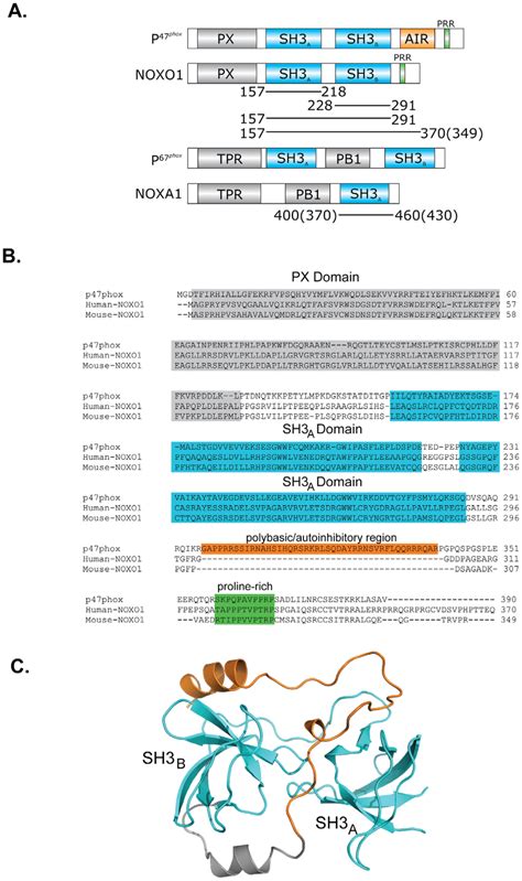 Schematic Representation Of The Domain Structures Of P47 Phox Noxo1 Download Scientific