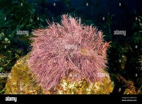 A Ball Of Pink Calcified Coralline Algae Off Santa Barbara Island California Usa Pacific