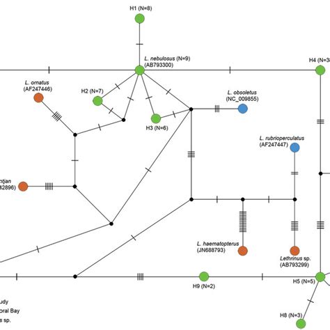 network of lethrinus 16s rdna haplotypes green circles represent