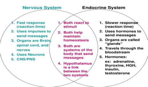 Endo Flashcards Quizlet Endo Flashcards Quizlet
