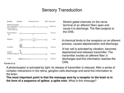 Ppt Principles Of Sensory Coding Powerpoint Presentation Free