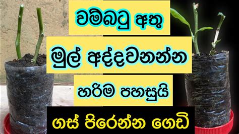 වම්බටු අතු මුල් අද්දවන්න හරිම පහසුයි ගස් පිරෙන්න ගෙඩි Thuru Tv Youtube
