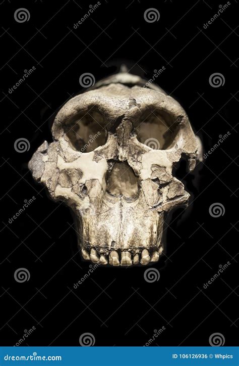 The Skull Of Australopithecus Africanus From Africa Stock Image 60575113