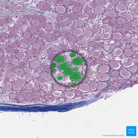 Ganglia Histology And Clinical Aspects Kenhub