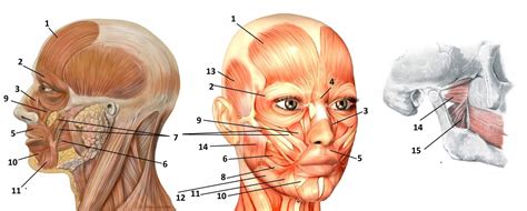 Facial Yoga Workouts To Tone And Tighten Face Tissue And Muscle Cheek