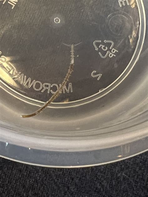 Worm Identification Reef2reef