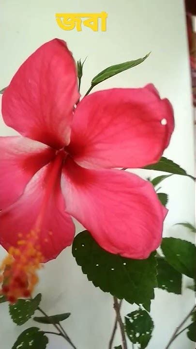 জবা ফুলের গাছ Youtube