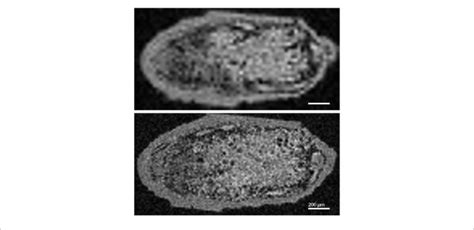 3d Imaging Of A Medicago Truncatula Root Nodule Top Low Resolution