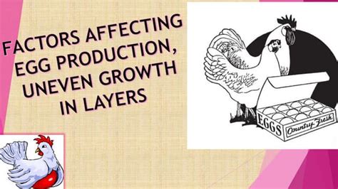 Factors Affecting The Frequency Of Egg Laying In Bird Species Nature
