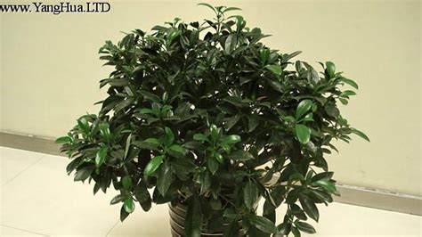 非洲茉莉什麼時候開花 養花網