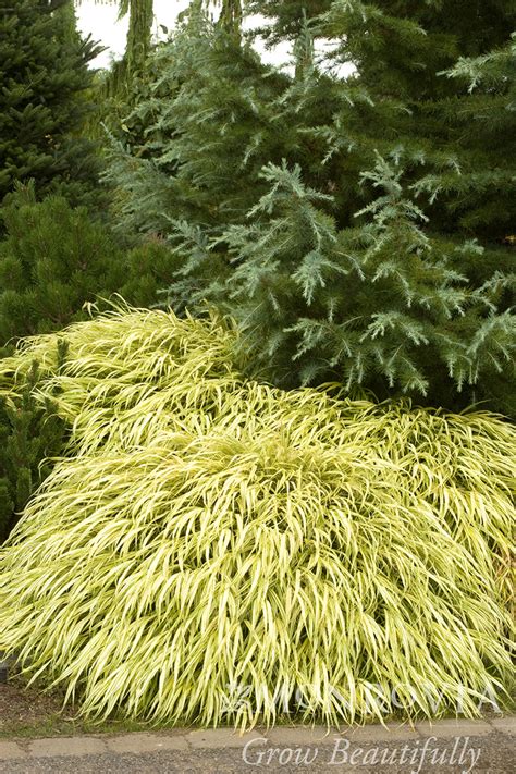 Golden Japanese Forest Grass Landscape 5x150ppiwm Trees Today Nursery