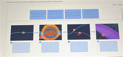 Solved Drag The Descriptions Under The Diagrams To Identify