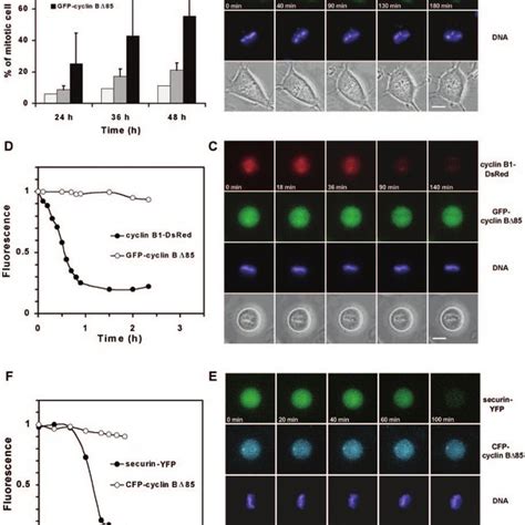 Models Of Signaling Control On The Metaphase Anaphase Transition A Download Scientific