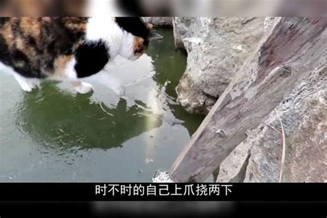 猫咪在冰面发现了一条大鱼自己抓不上来大聪明主人前来帮忙 大鱼 冰面 主人