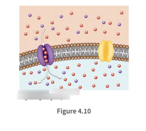 Depolarization Diagram Quizlet
