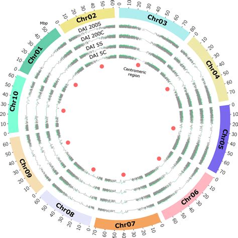 Global Distribution Of Rna Seq Reads Along Sorghum Bicolor Chromosomes Download Scientific