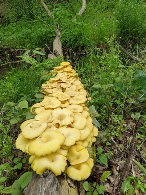 Oyster Mushroom Identification At Karen Spaulding Blog