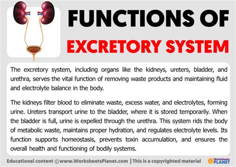 Functions Of Excretory System
