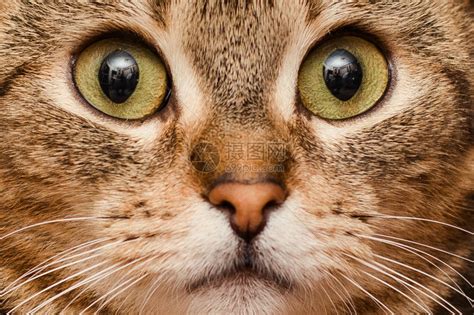 猫的脸特写高清图片下载 正版图片505144951 摄图网