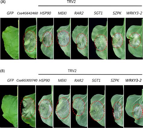 Phenotypic And Physiological Analysis Of Transiently Transgenic