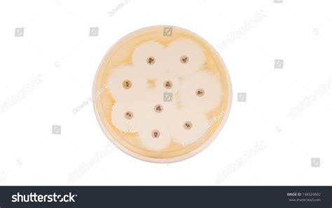 Antibiogram Showing Sensibility Staphylococcus Aureus Bacteria Stock