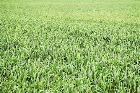 Grass Field Patternpictures
