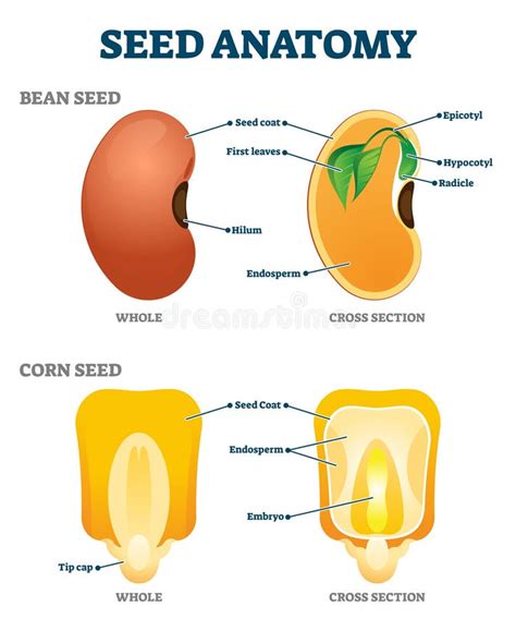 Soybean Seed Structure
