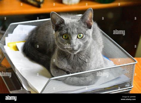 Russian Blue Kitten Stock Photo Alamy
