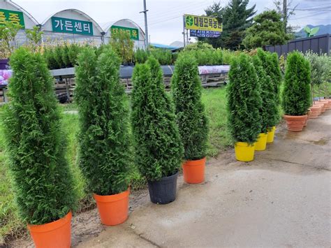 에메랄드그린조경수직거래태임묘목농원010 5575 9148 Band