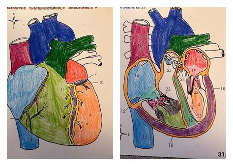Anatomy Heart Diagram Diagram Quizlet