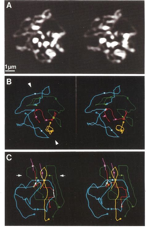 Figure 4 From Three Dimensional Fluorescence Microscopy For The Analysis Of Spatial Arrangement