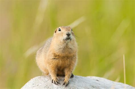 Ground Squirrel Facts And Beyond
