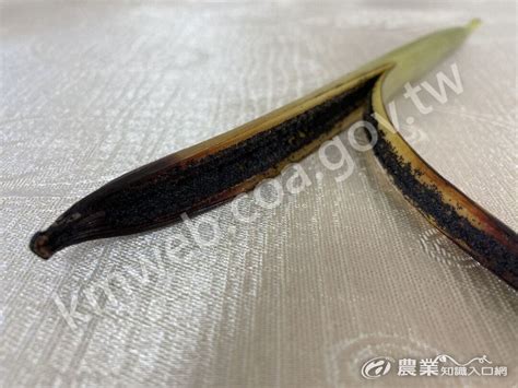 種子 香莢蘭主題館 農業知識入口網