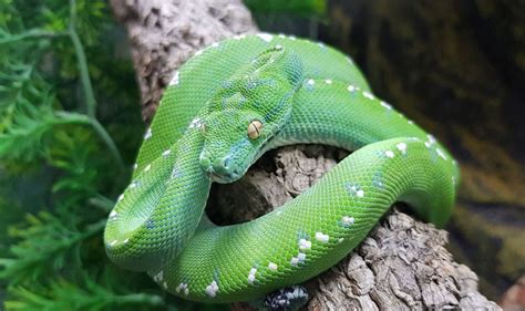 Green Tree Python Fictionrulezforever Wiki Fandom