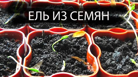 Как выглядят всходы ели из семян фото