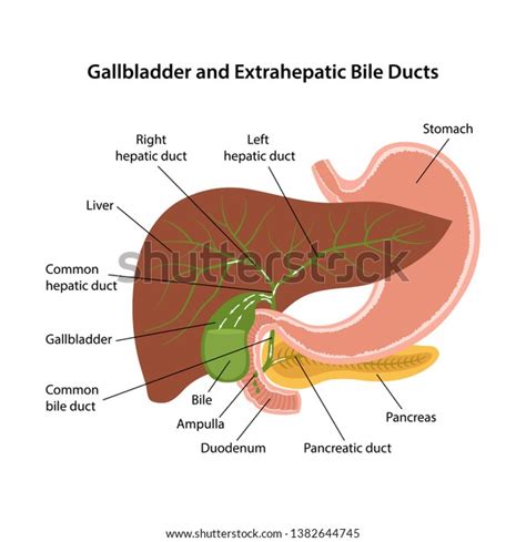 40 Left And Right Hepatic Ducts Bilder Stockfotos Und Vektorgrafiken Shutterstock