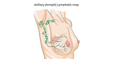 Lymphatic Drainage Map And How To Use It Purehealth Research