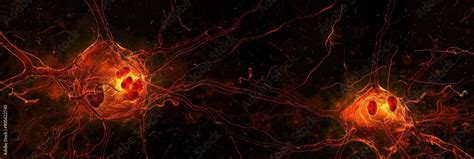 Microscopic View Of Nissl Bodies In The Cell Body Of Two Neurons