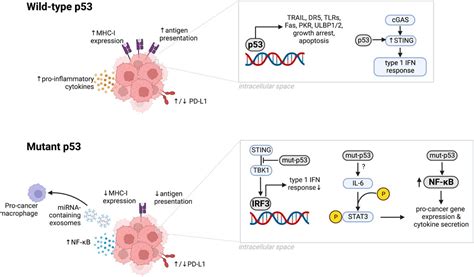 Frontiers The Role Of P53 In Anti Tumor Immunity And Response To Immunotherapy