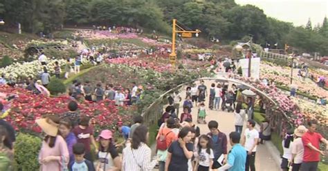 화려한 장미의 향연부천 백만송이장미축제