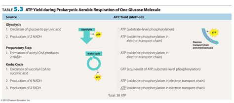 BIOL ATP Yield Diagram Quizlet