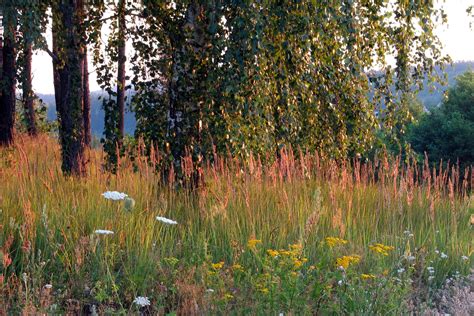 가을 걷기 경치 경치가 좋은 고요한 골짜기 관광 관광객 광대버섯 광야 구름 균류 그물버섯 나무 나뭇잎