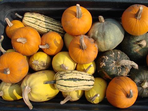 Combating Squash Bug Strategies And Frustrations Miles Away Farm Blog Combating Squash Bug Strategies And Frustrations Miles Away Farm Blog