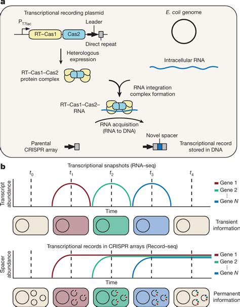 Transcriptional Recording By Crispr Spacer Acquisition From Rna A Transcriptional Recording By Crispr Spacer Acquisition From Rna A