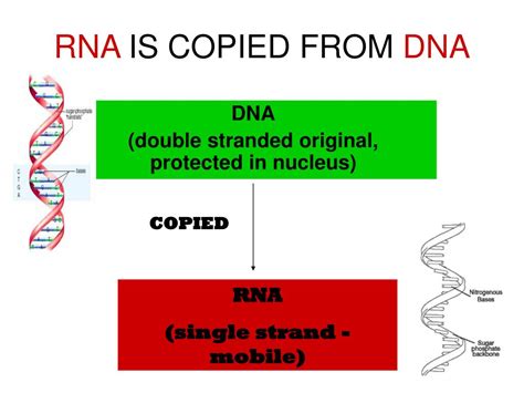 PPT What Is RNA Anyways How Is It Different Than DNA PowerPoint Presentation ID 2972810