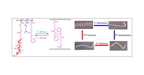 Biocompound Based Multiple Shape Memory Polymers Reinforced By Photo Cross Linking Acs